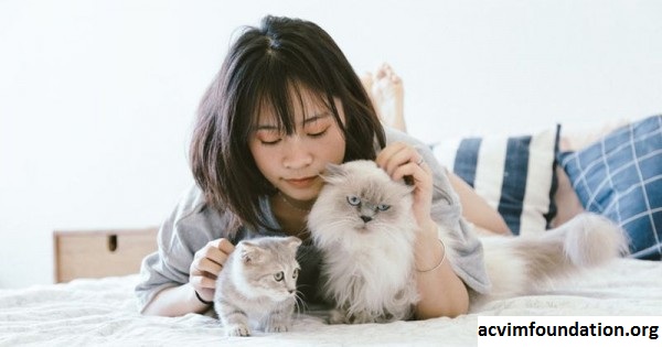 ACVIM Foundation | fondasi kesehatan binatang peliharaan